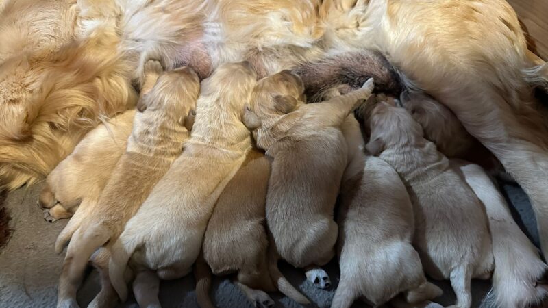 Goldscheins Goldens