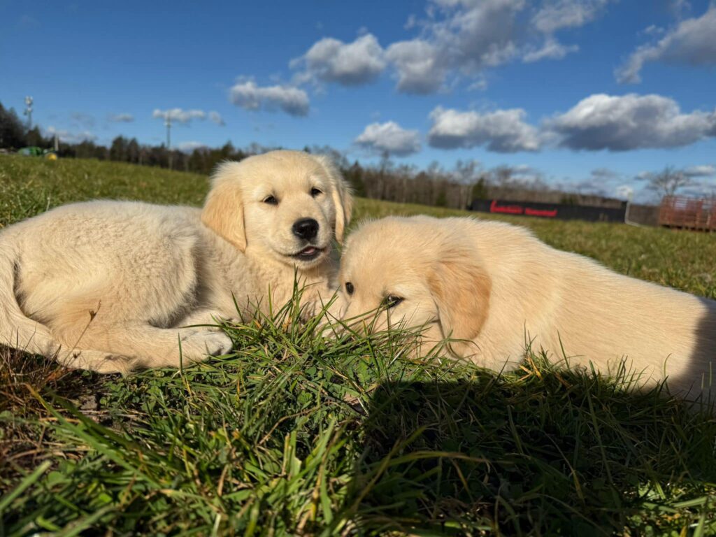 Gallery - Goldscheins Goldens